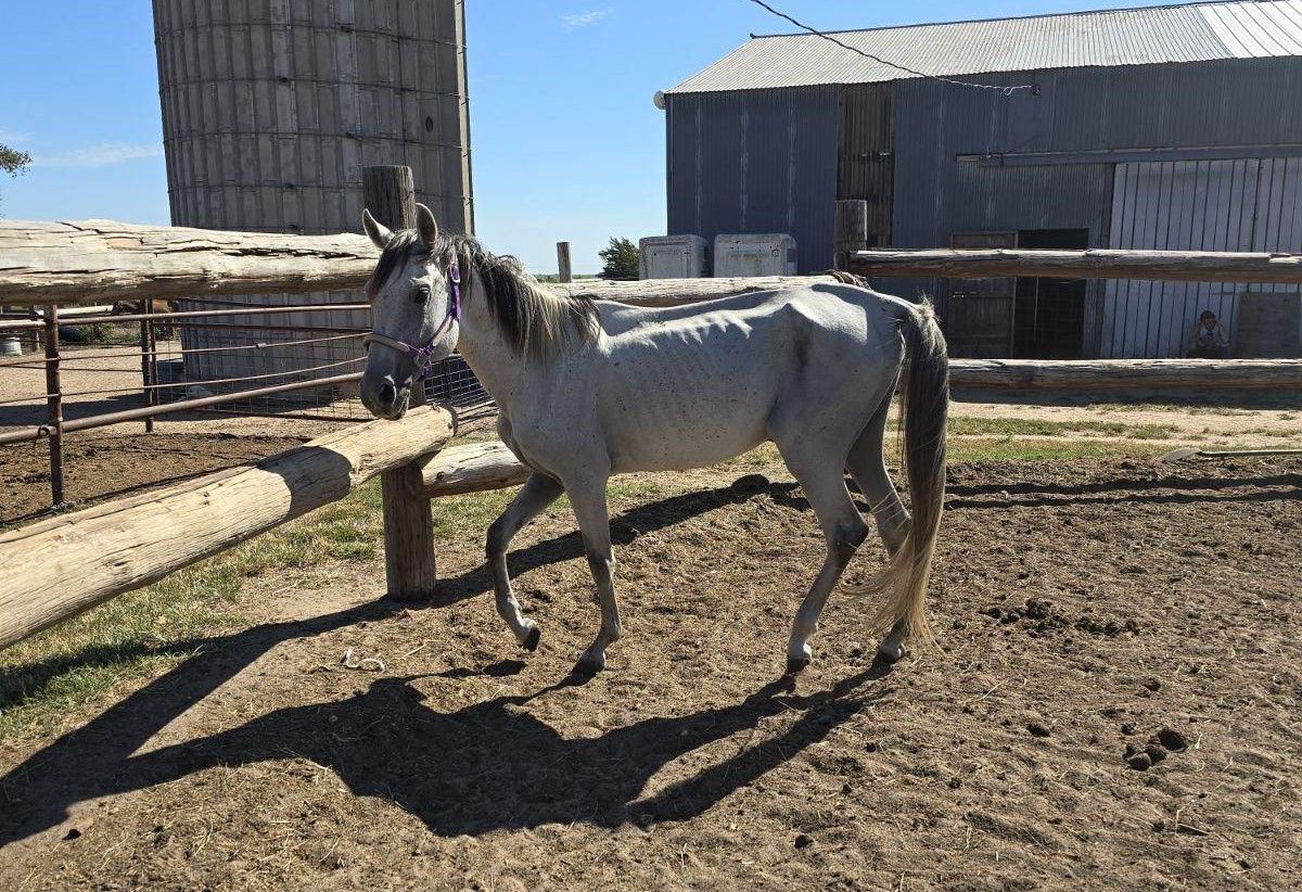 Horse rescue donated water well – The Hutchinson Tribune