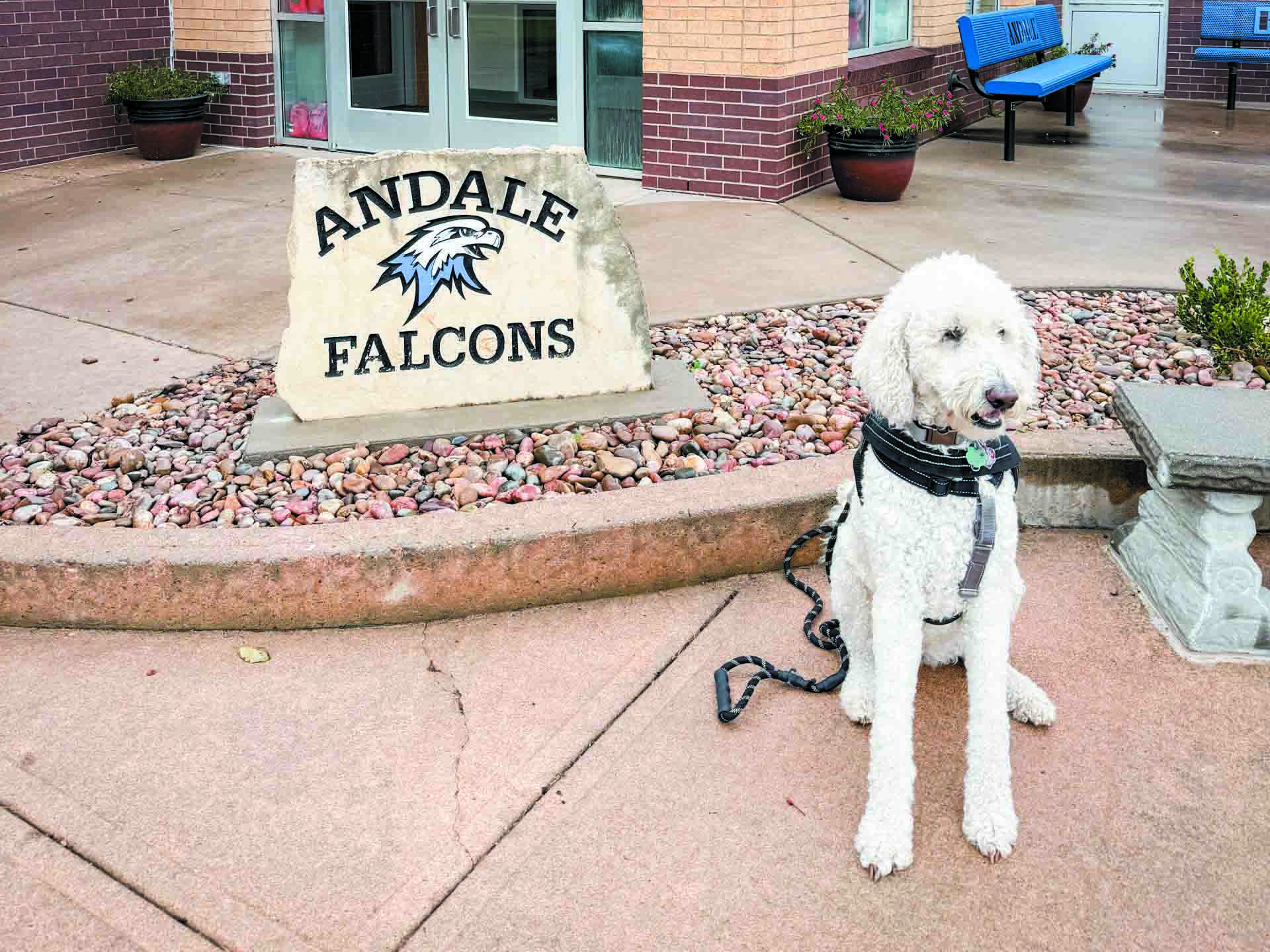 Andale Elementary School welcomes new service dog Appa – The Hutchinson ...